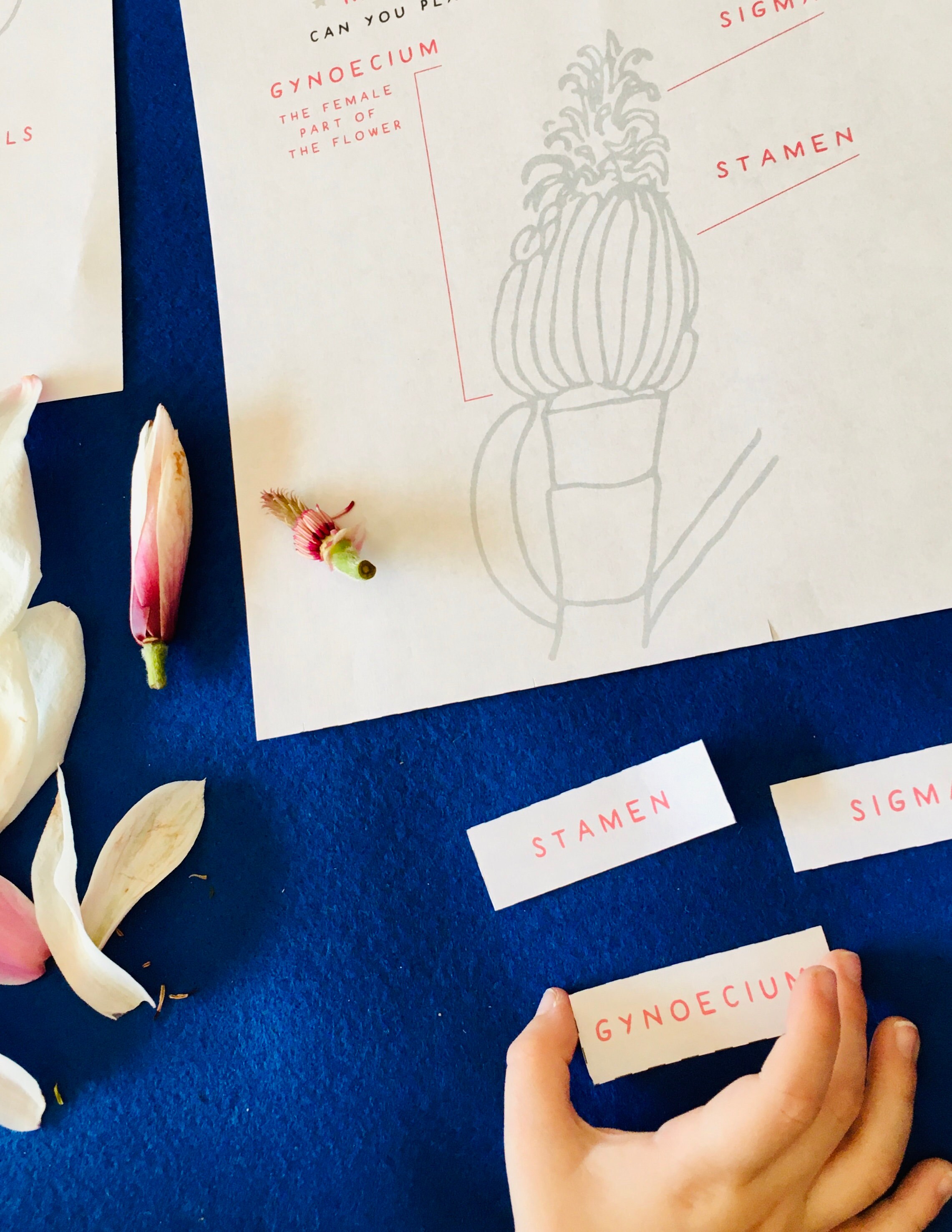 Magnolia Flower Anatomy | Home School Printable | Flower Learning ...