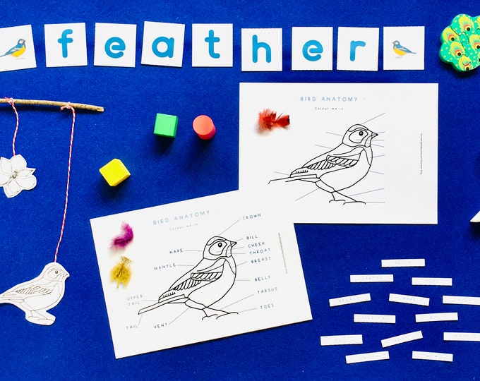 Robin Anatomy Diagram - Educational Birds Species Printable - Etsy Canada