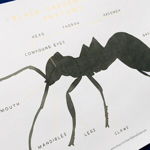 Minibeasts Printables Bundle | Insects Ladybird Worm Spider Grasshopper ...