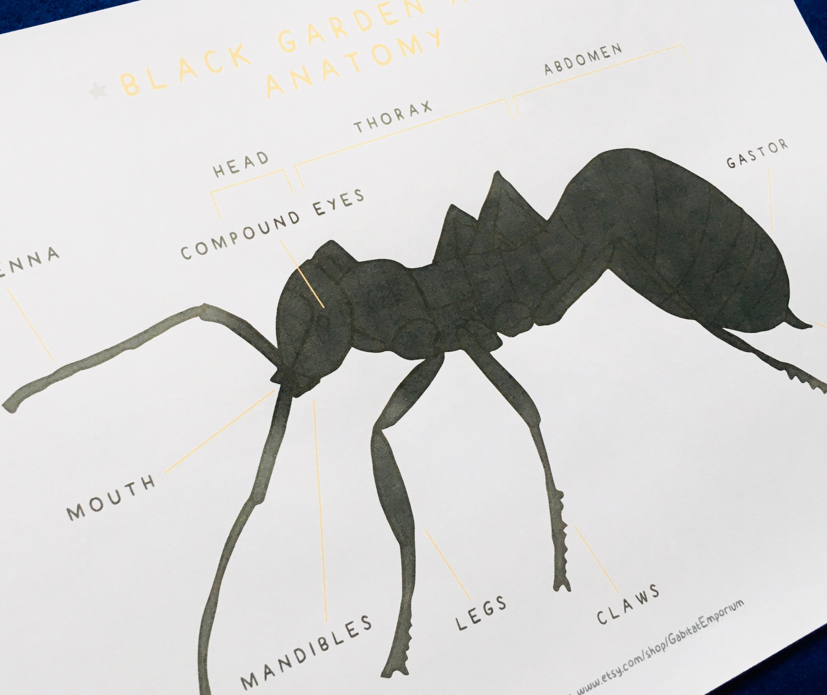 Minibeasts Printables Bundle Insects Ladybird Worm Spider Grasshopper ...