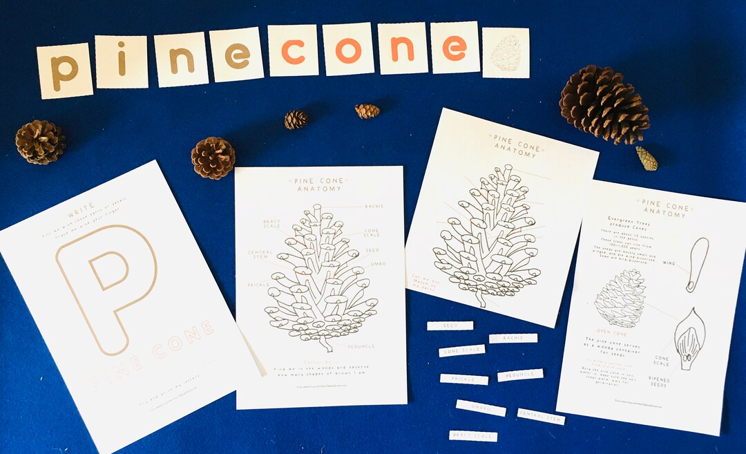 Pine Cone Anatomy | Evergreen Printable | Home Education | Homeschool ...