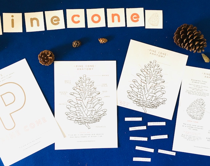 Pine Cone Anatomy | Evergreen Printable | Home Education | Homeschool ...