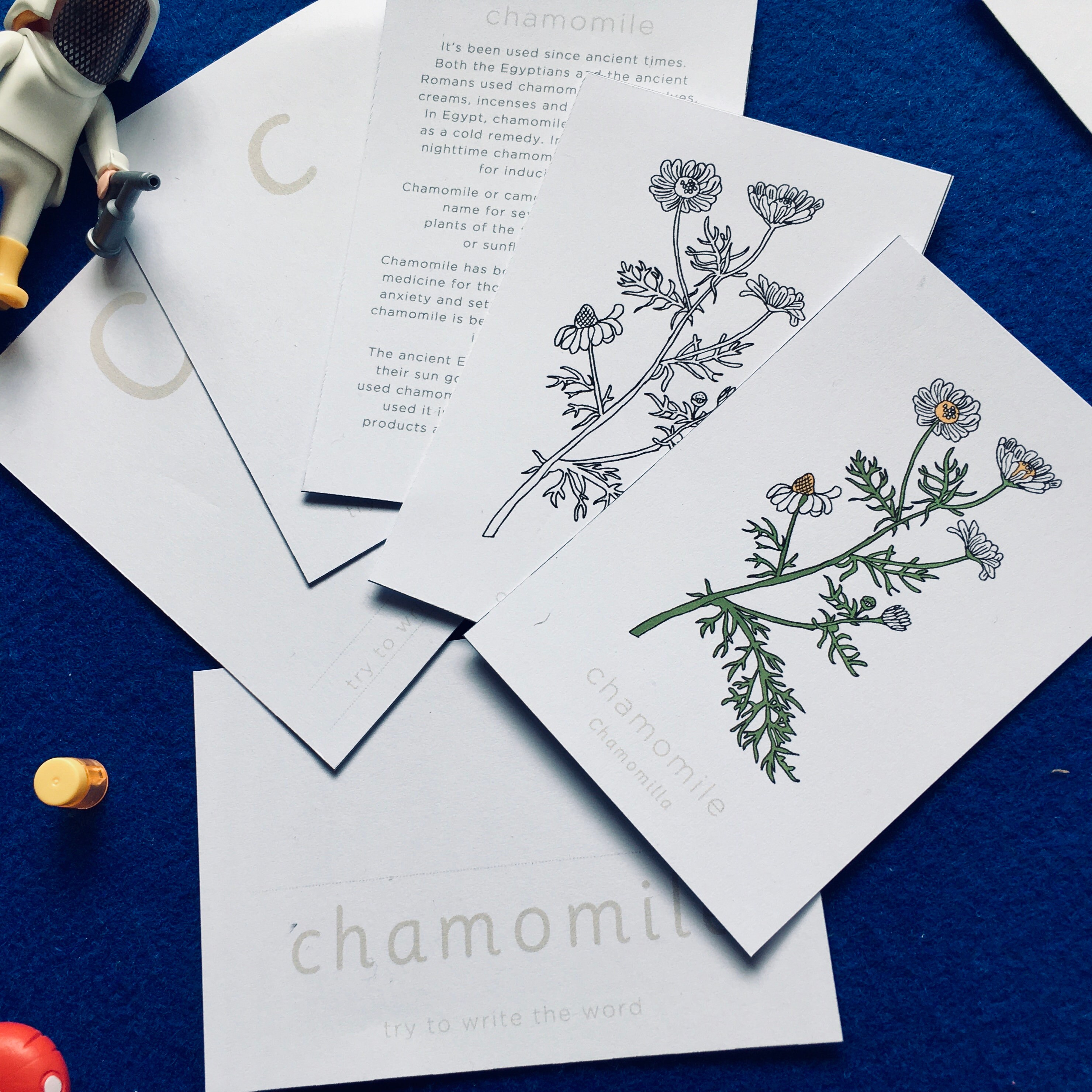 Wildflowers Cards Learning Resource - Etsy