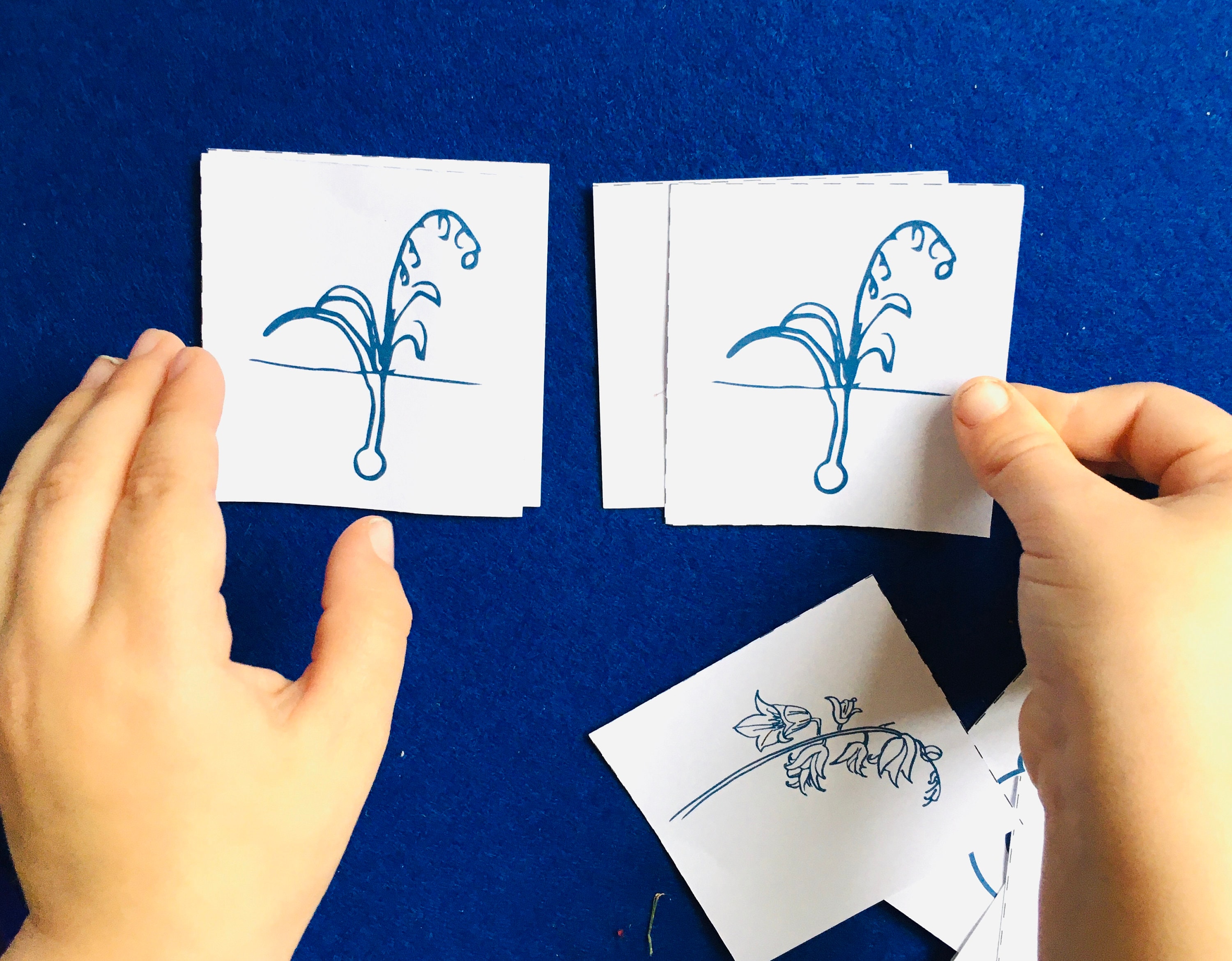 Bluebell Lifecycle Printable | Bluebells Home Education | Learning ...