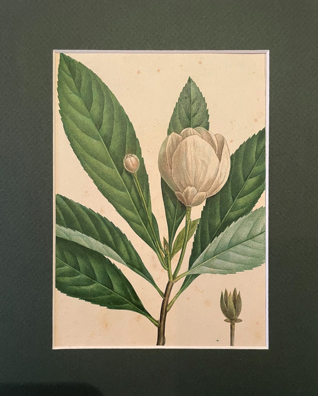 EARLY BOTANICAL PRINT - Etsy