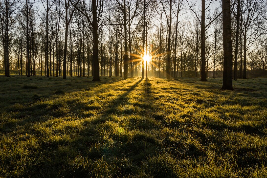 Poplar Tree Sunrise Shadows and Light 18x12 A3 15x10 A4 or - Etsy New ...