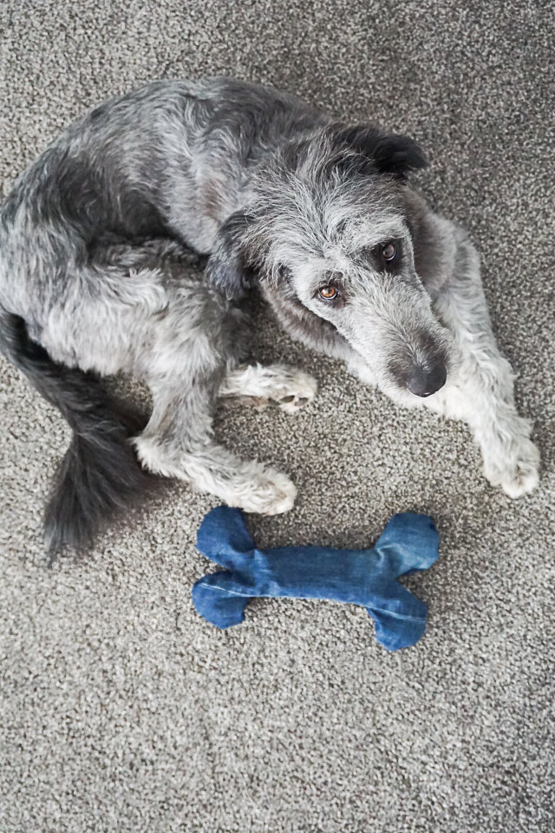 DIY Crinkle Dog Toy Sewing Pattern: Water Bottle Toy (PDF Download) - Etsy