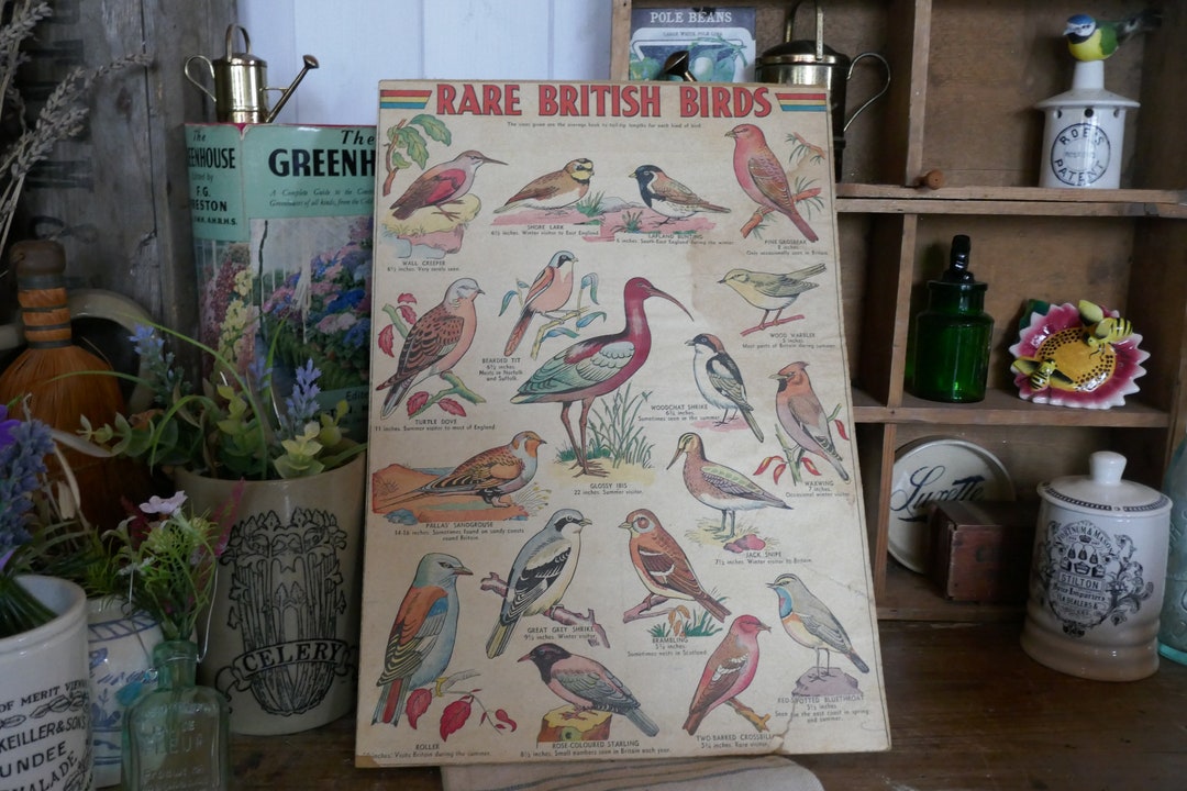 Vintage Bird Poster - Vintage Poster - Kitchen Decor - Vintage Wall ...