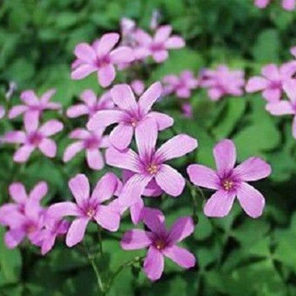 Oxalis Seeds - Etsy