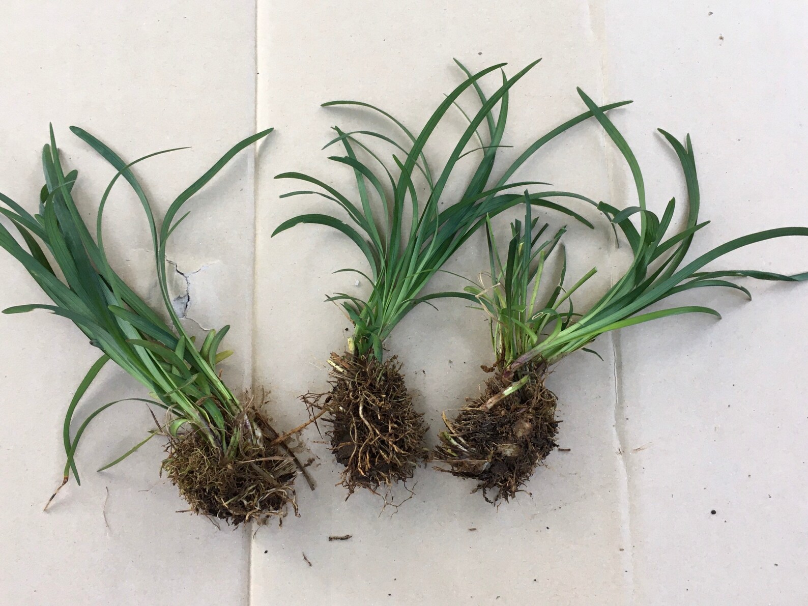 15 Old Fashioned Liriope Bareroot Plugs. Great for Landscaping and ...