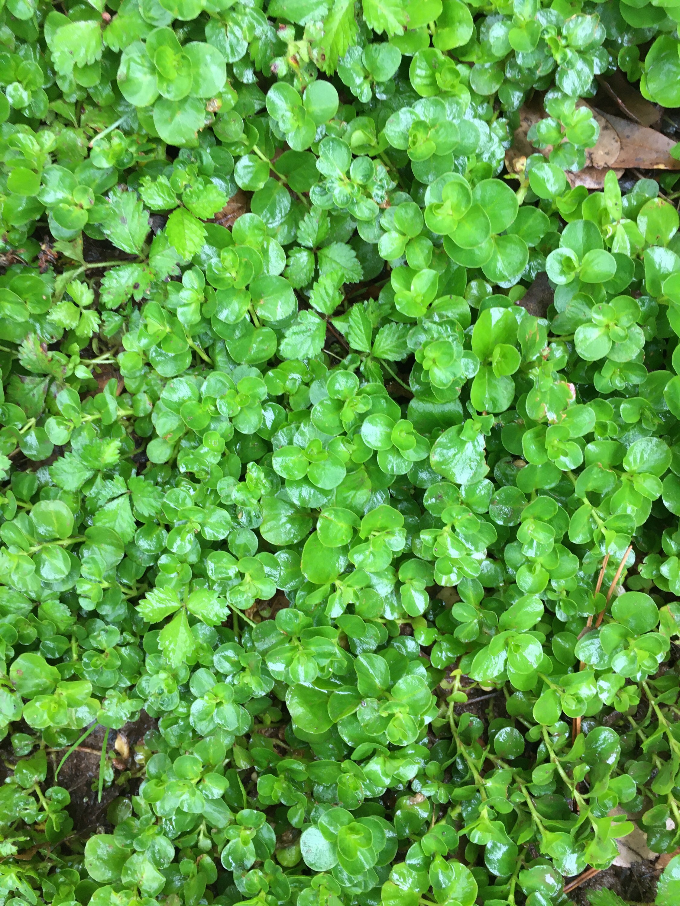 Creeping Jenny Ground Cover