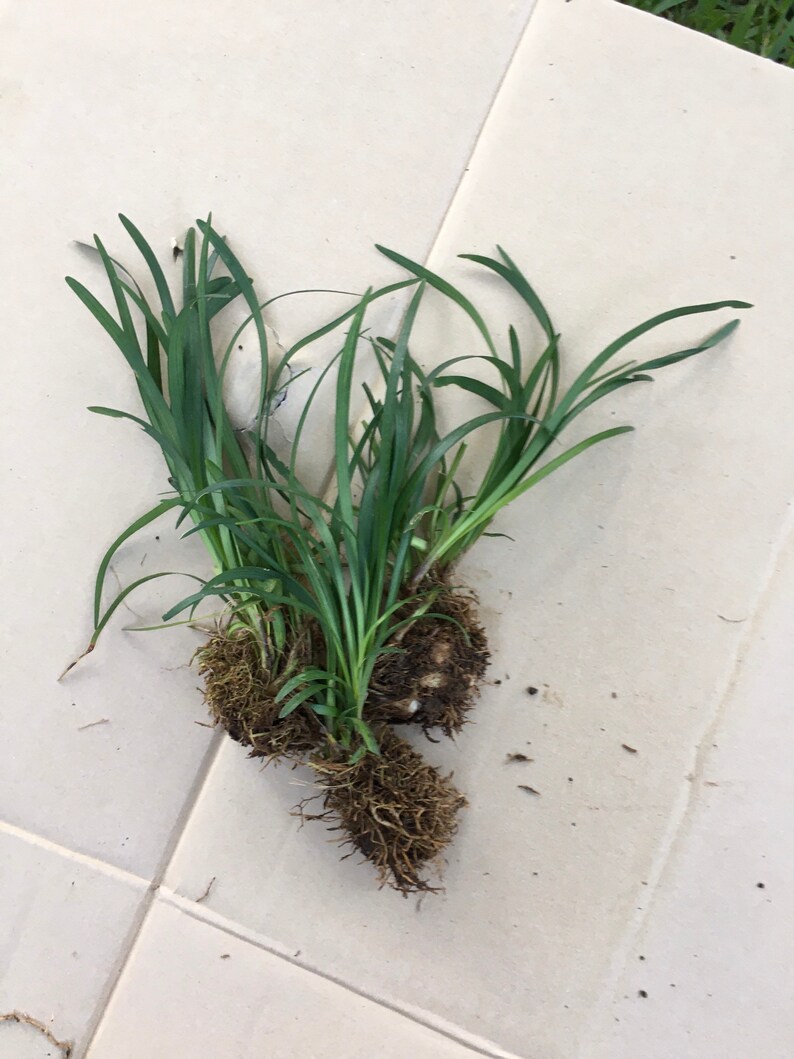 15 Old Fashioned Liriope Bareroot Plugs. Great for Landscaping and ...