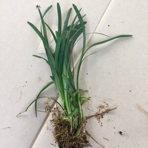 15 Old Fashioned Liriope Bareroot Plugs. Great for Landscaping and ...