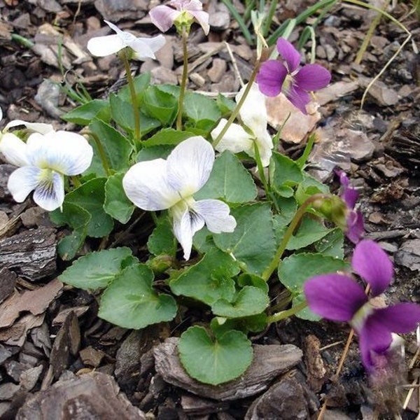 Wild Violet Seeds - Etsy