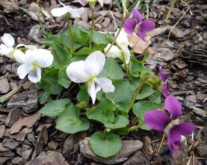 20 Wild Violet Mixed Plants 2024 Plants - Etsy