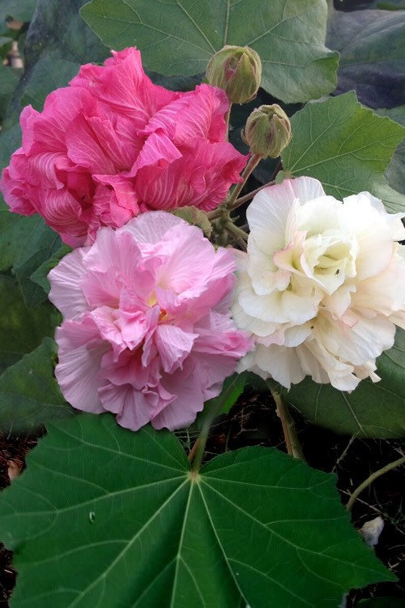 2 Confederate Rose Plant Cuttings. 3-5 Inches Tall. I Have Already ...