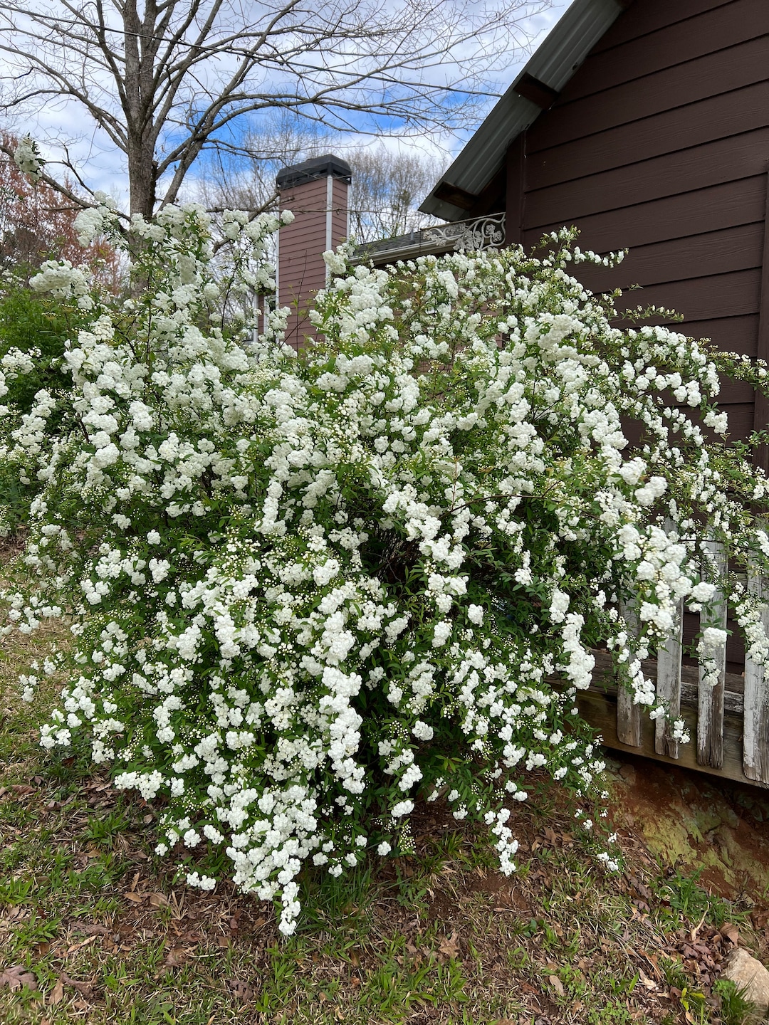 Bridal Wreath Spirea Plant Priennial You Will Receive 5 Cuttings YOU ...