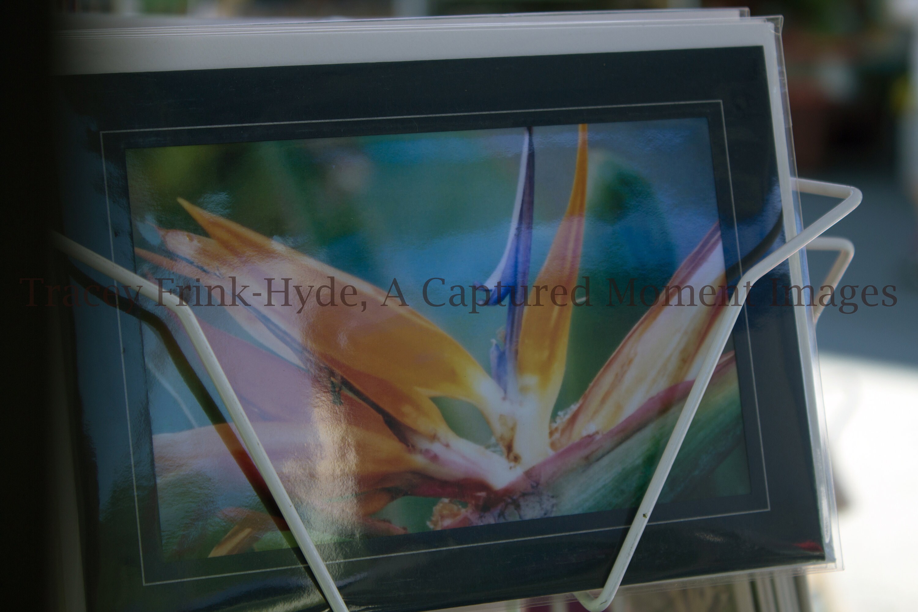 Photo Notecards - Etsy