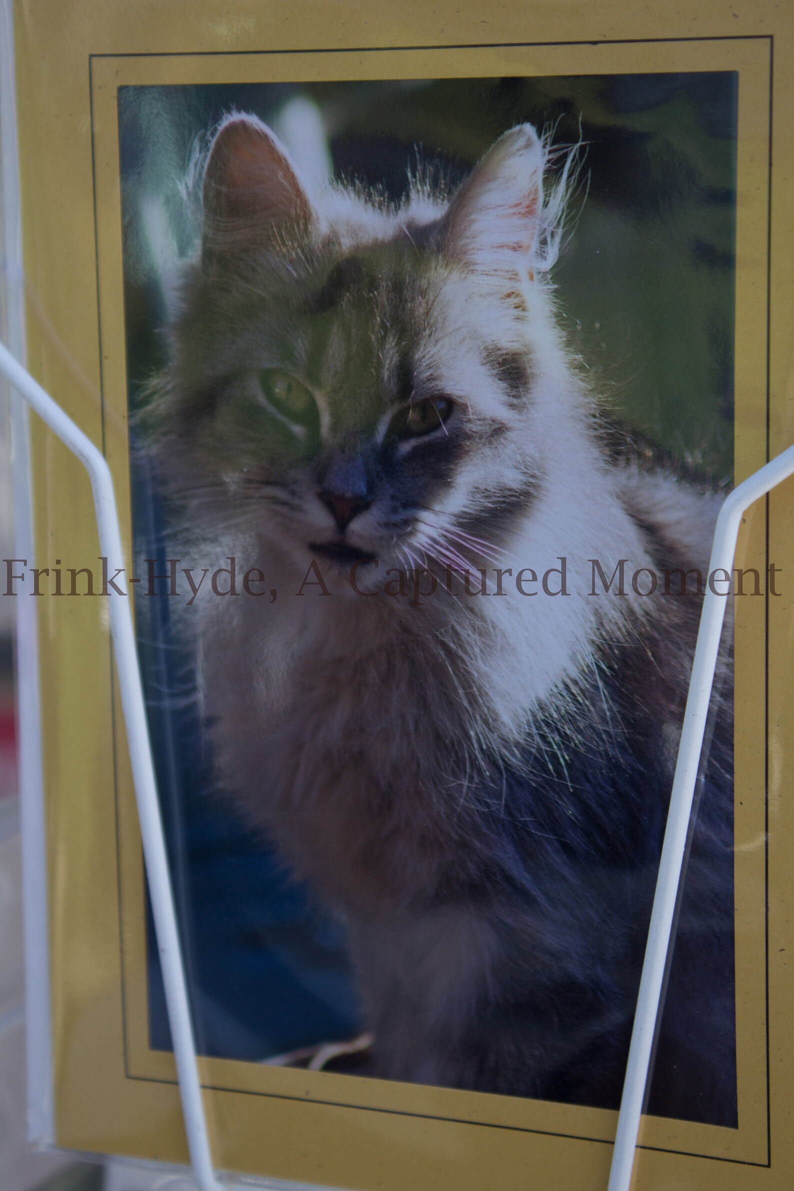 Photo Notecards - Etsy