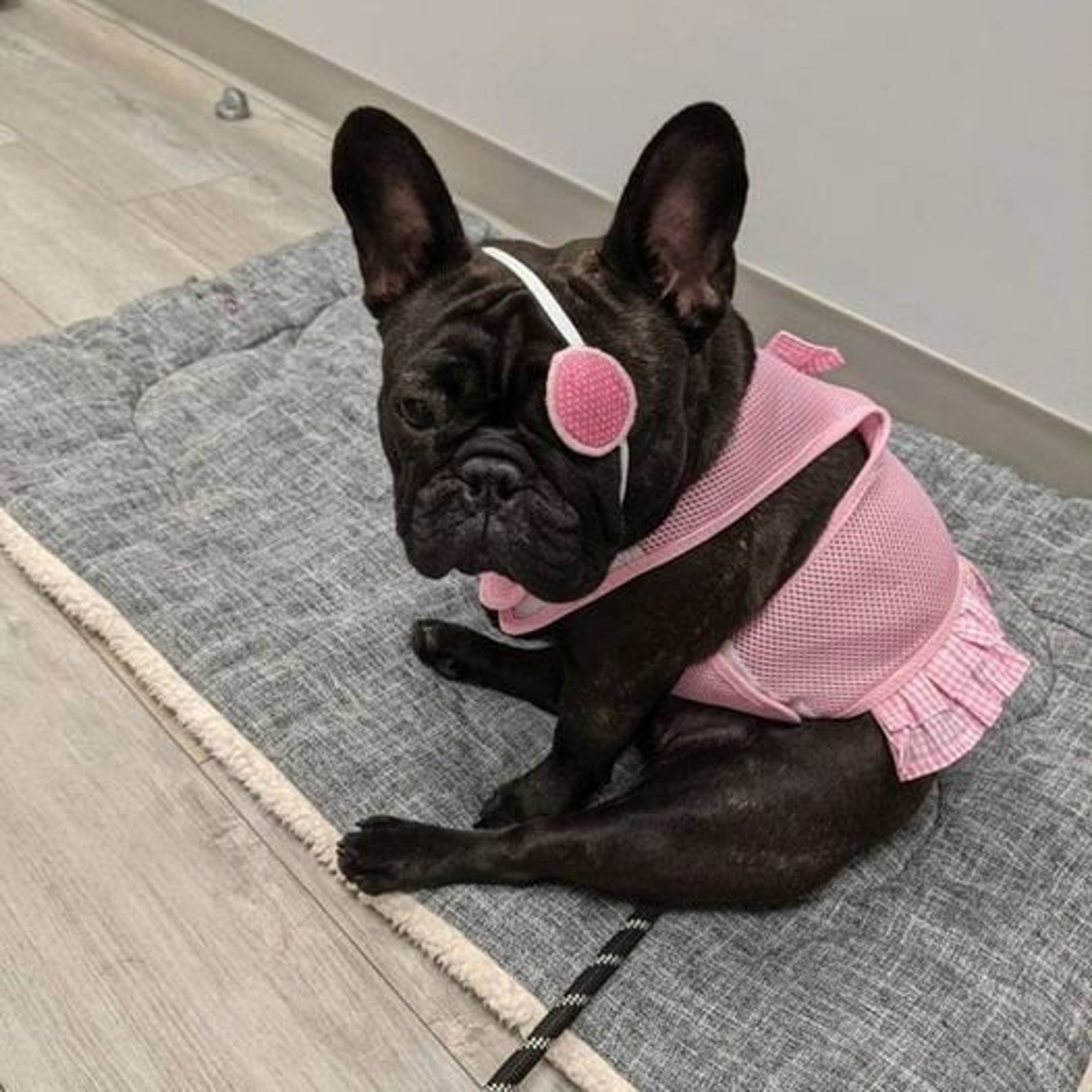Dog Eye Patch Custom Made Cotton Fabric No Felt. - Etsy