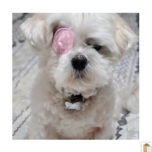 Eye Patch for Dogs or Cats Cotton Fabric/ No Felt - Etsy