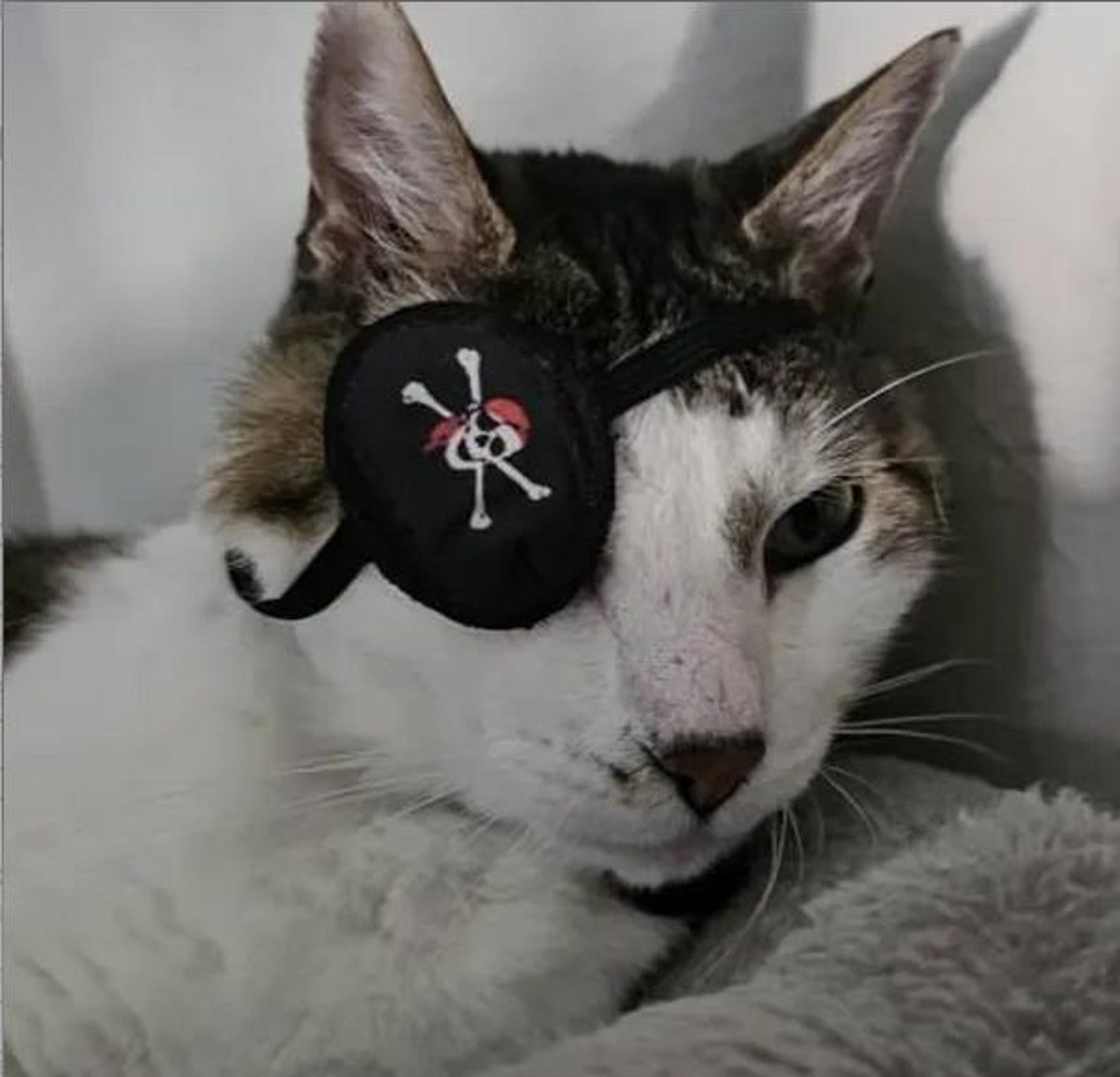 Cat Eye Patch. Custom Designs. Cotton Fabric - Etsy
