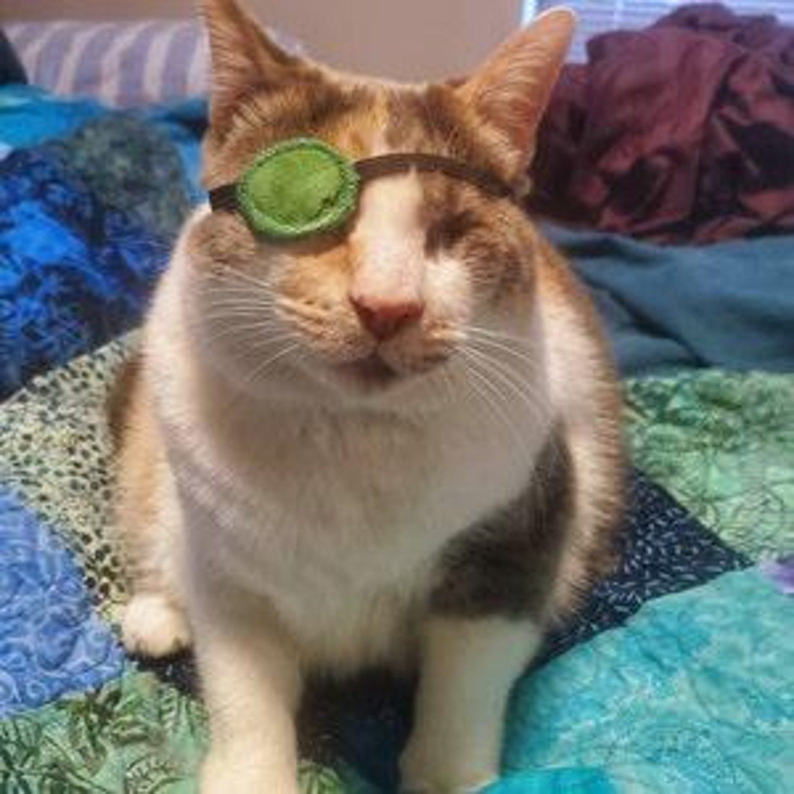 Cat Eye Patch. Custom Designs. Cotton Fabric - Etsy