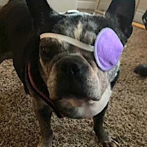 Custom Eye Patch for Dogs or Cats 100 % Cotton/ No Felt - Etsy