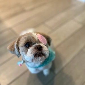 DOG Eye Patch Ccustom Sizes Cotton Fabric No Felt - Etsy