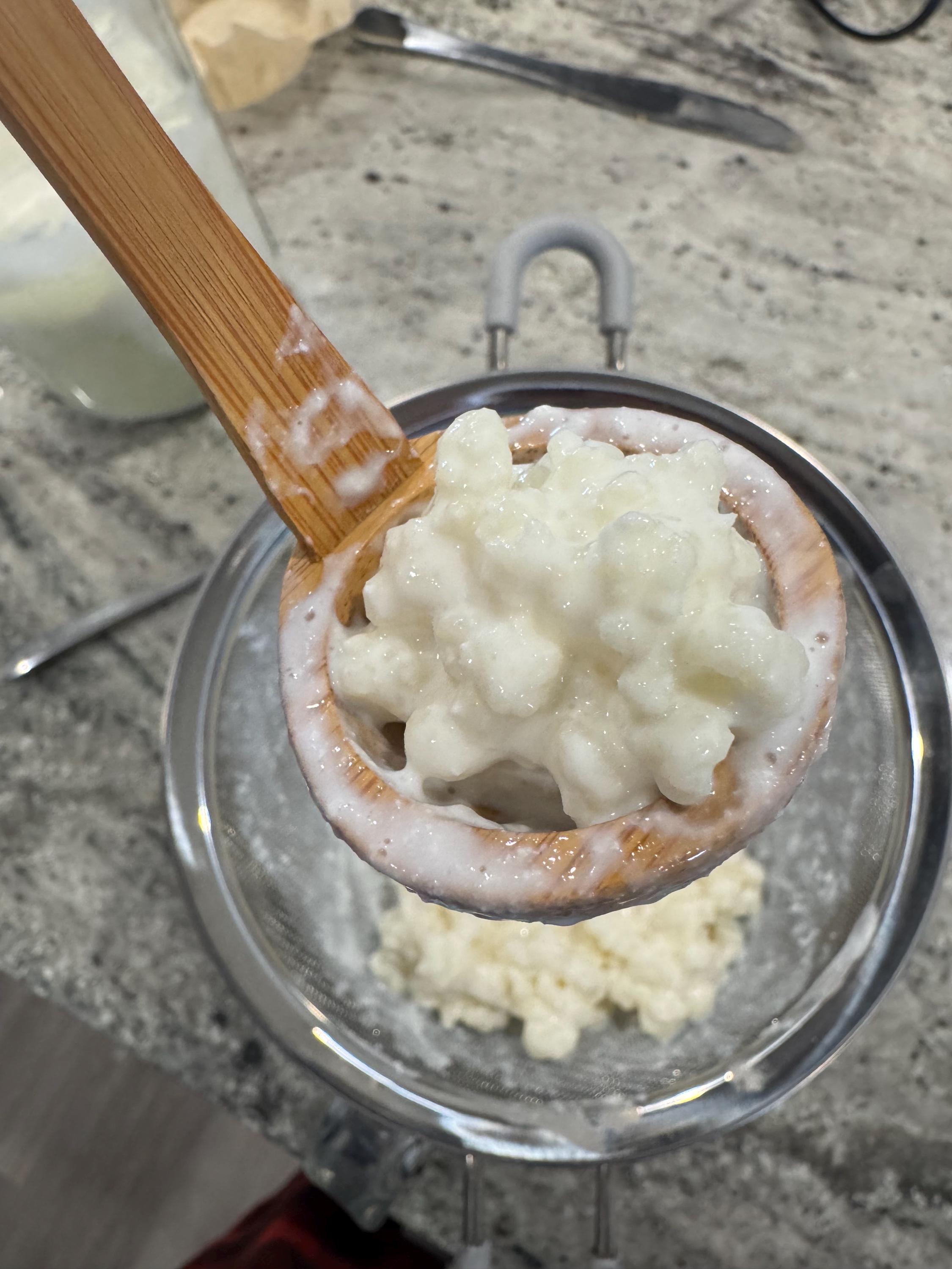Live Milk Kefir Grains | Healthy, Active Culture - Etsy