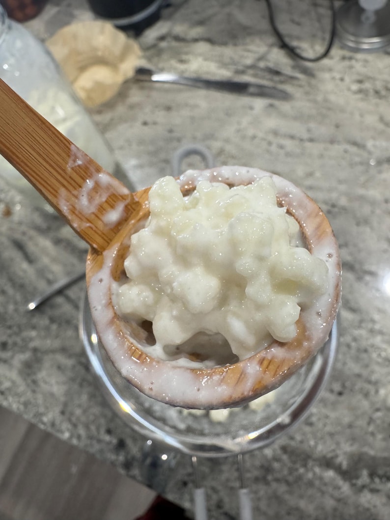 Live Milk Kefir Grains | Healthy, Active Culture - Etsy