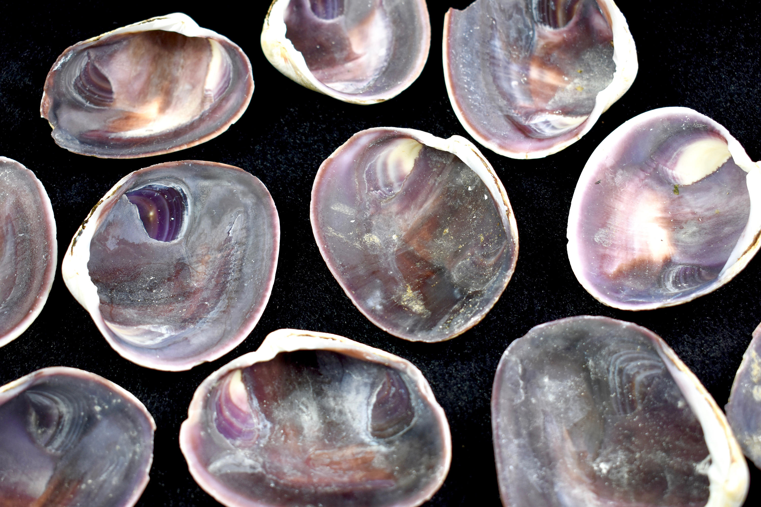 Old Stock Purple Shells Set of 40 // Natural Shells // Shell | Etsy
