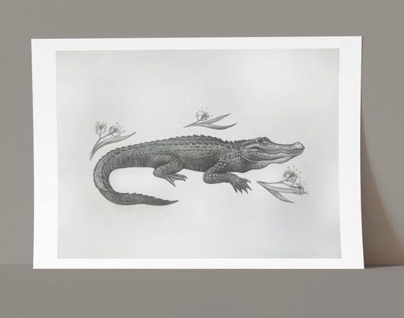 Swamp Alligator Drawings