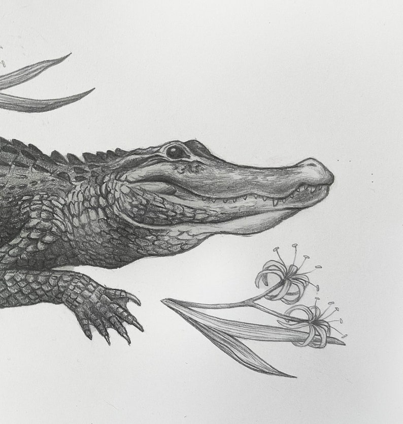 Queen of the Swamp, Art Print, Alligator Art, 13 X 19 - Etsy