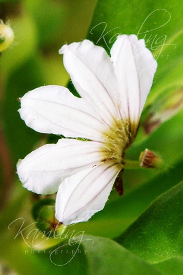 Hawaiian Naupaka Flower - Digital Photography Download - Etsy