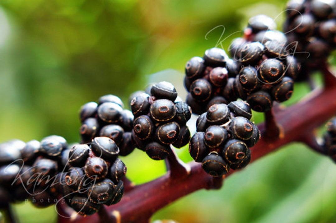 Hawaiian He'e Berry - Digital Photography Download - Etsy