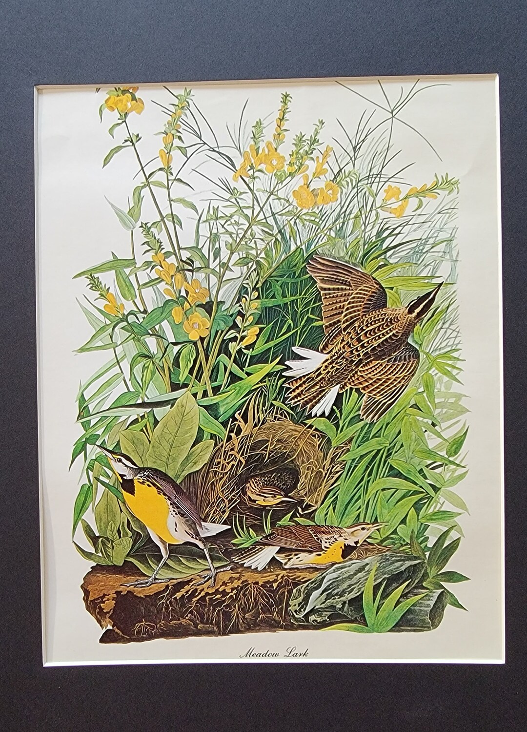 John James Audubon Art Print, Audubon Birds, Audubon Art, Vintage Art ...