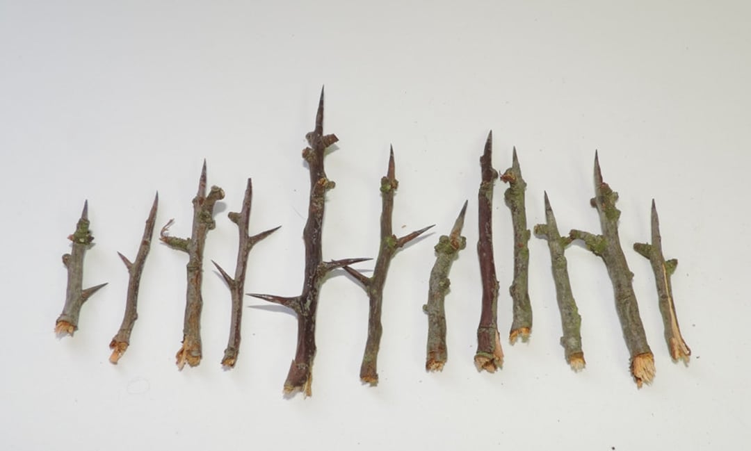 15 Hawthorn Thorns for Spells Protection Defence Magic Witchcraft Wicca ...