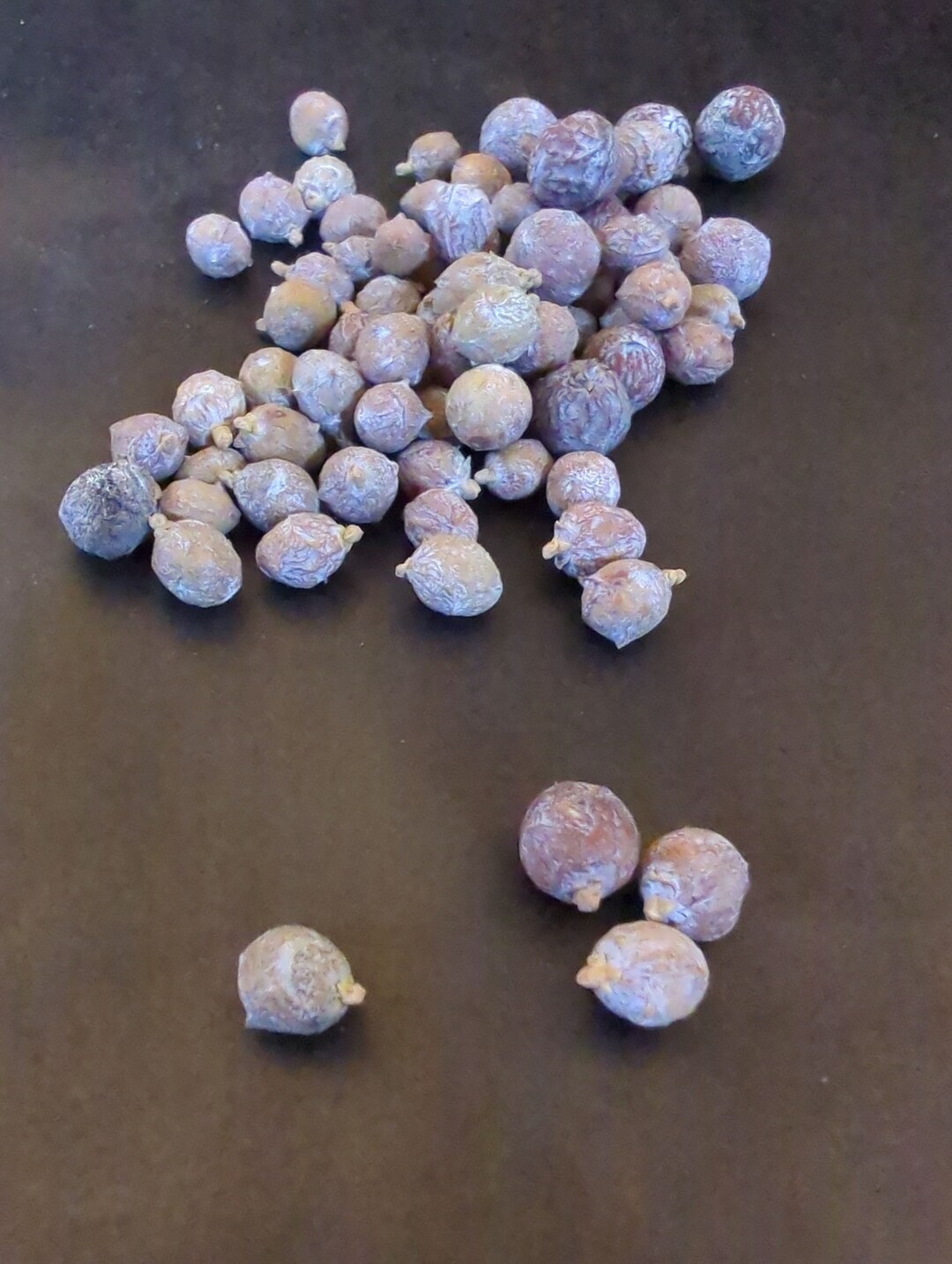 Dried Cedar Berries (juniperus Monosperma), Wild Harvested, High ...