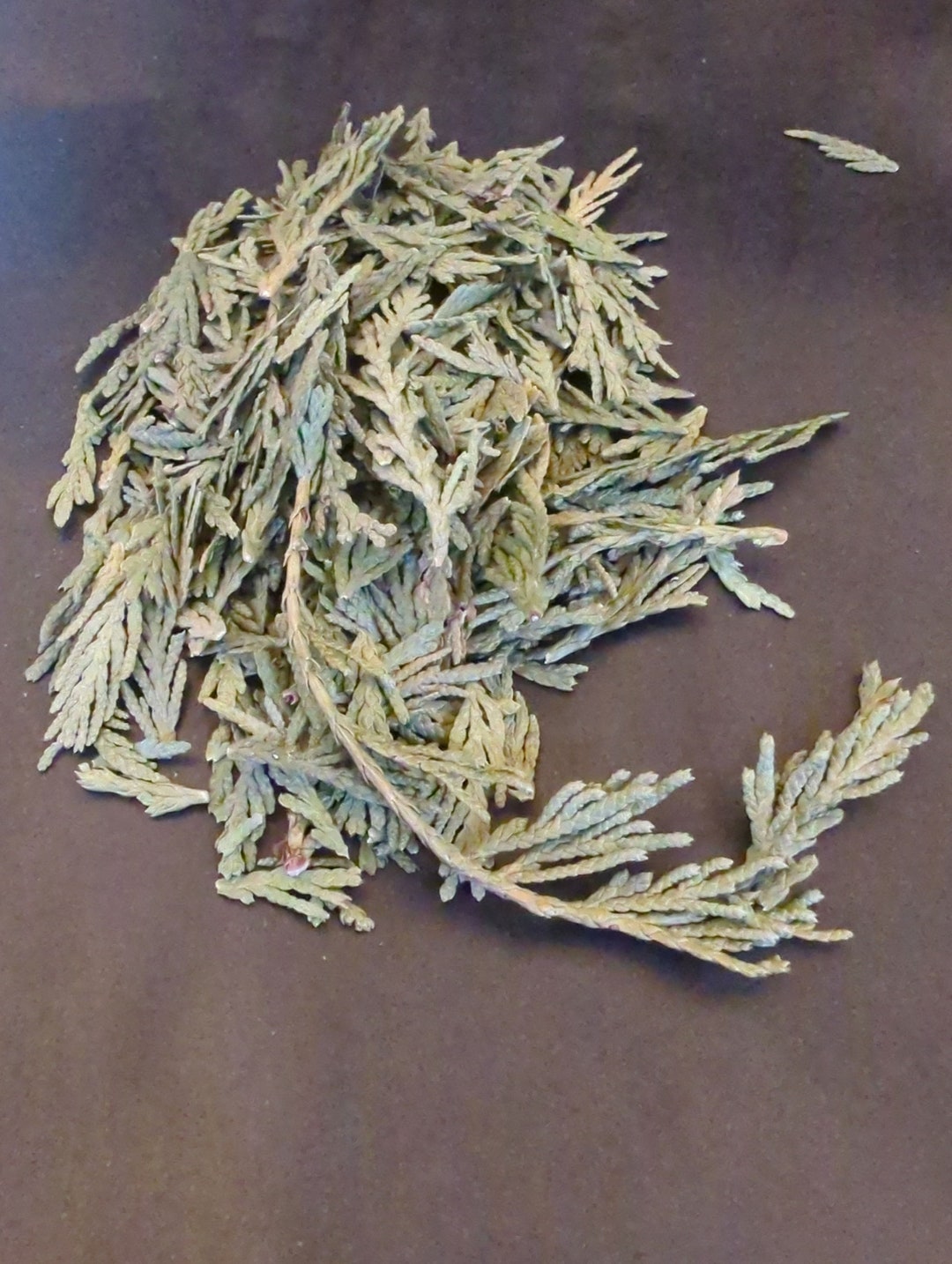 Dried Cedar Leaves (thuja Plicata), Wild Harvested, High Quality 1oz ...