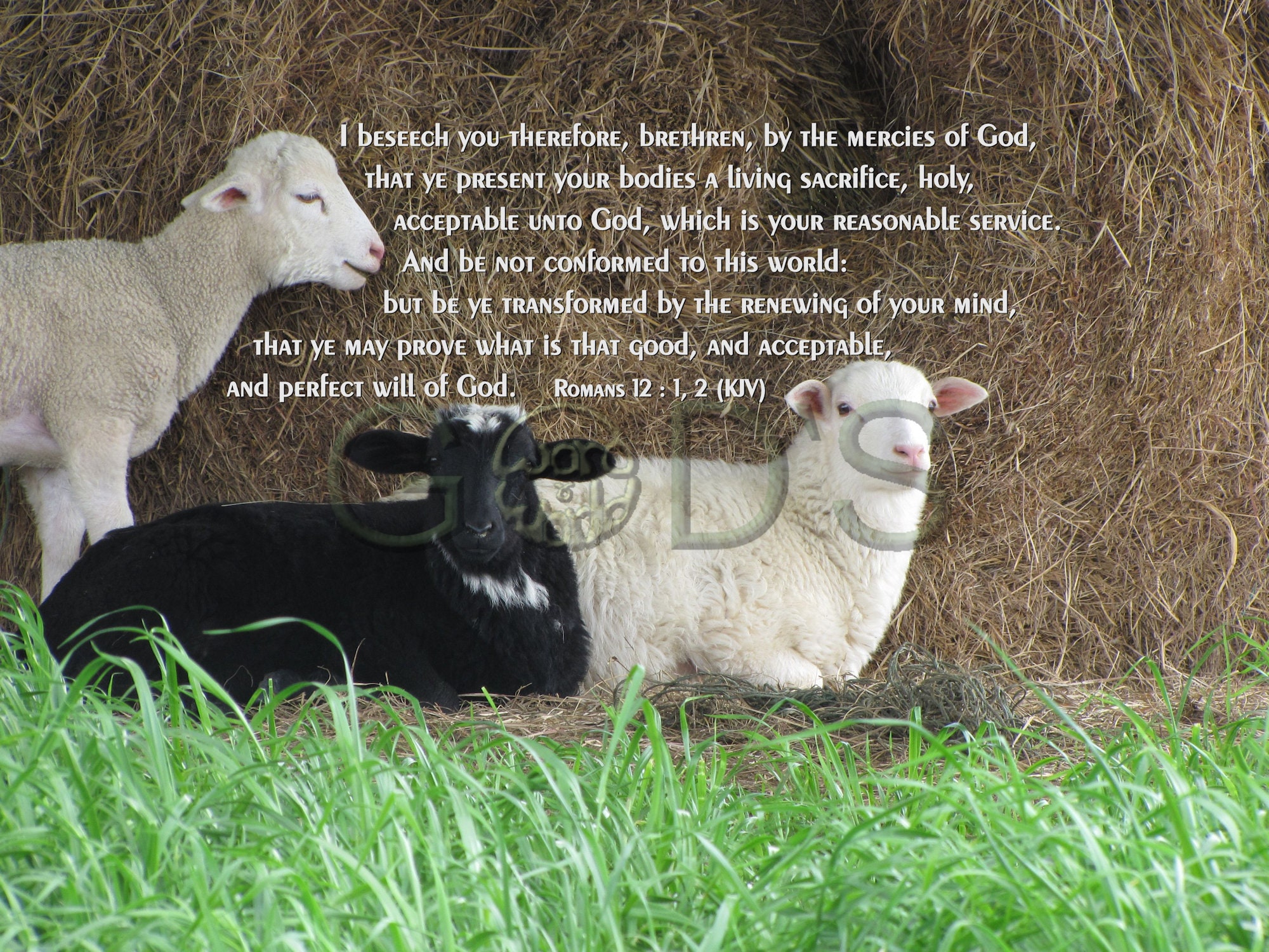 Romans 12:1, 2, KJV, Scripture Photo, Sheep, New Testament Verses ...