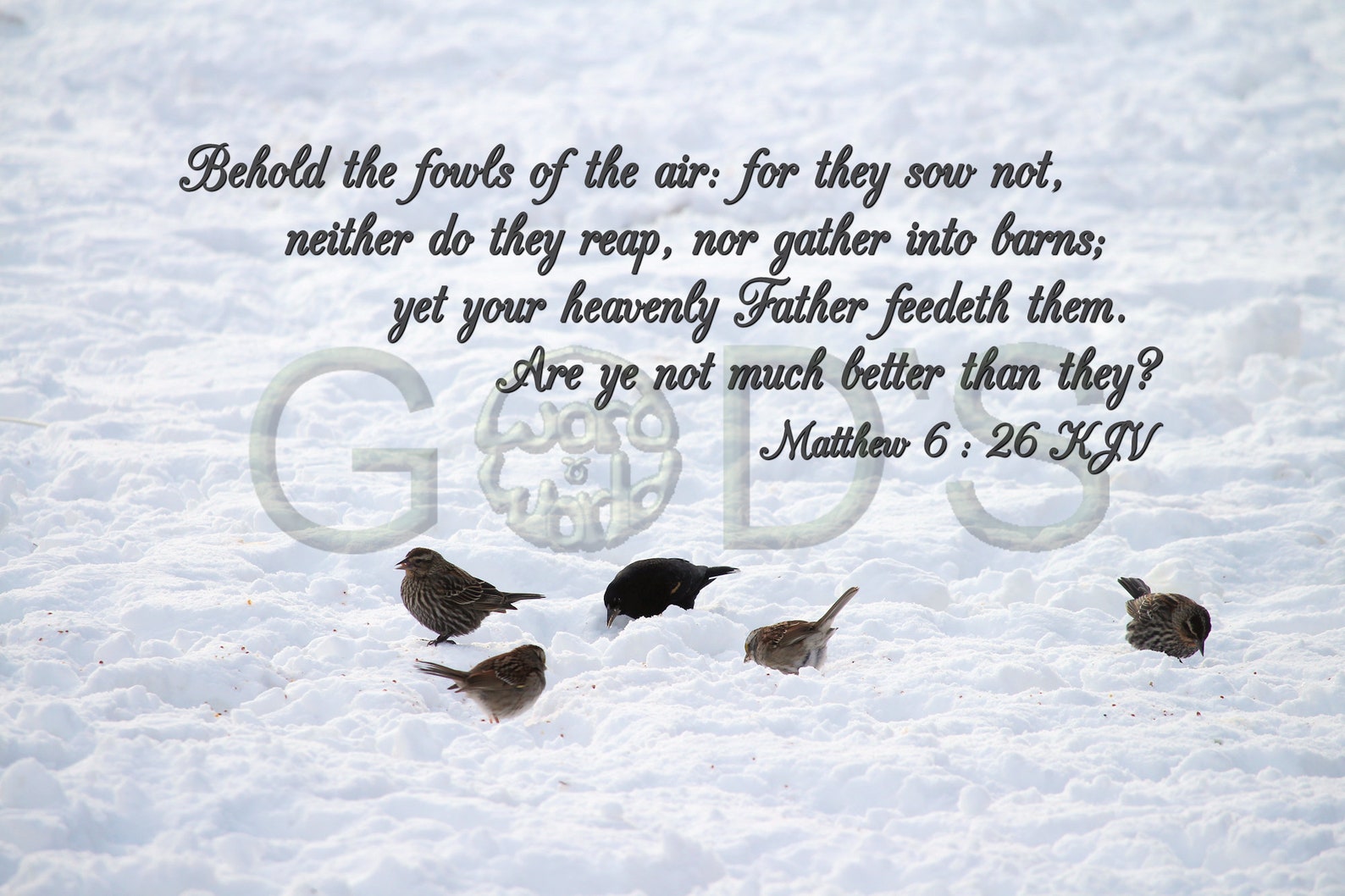 Matthew 6:26, KJV, Scripture Picture, Birds, Snow, Scripture Photo - Etsy