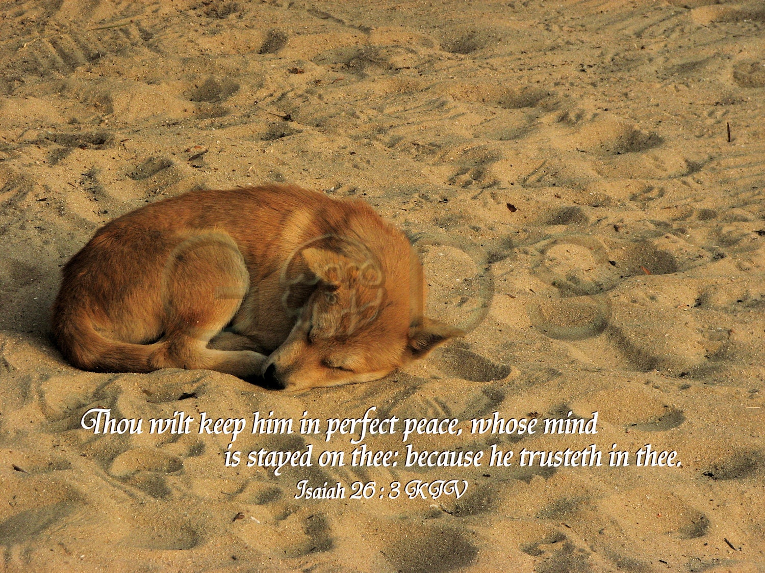 Isaiah 26:3, KJV, Scripture Picture, Xiamen, China, Sleeping Dog, Beach ...