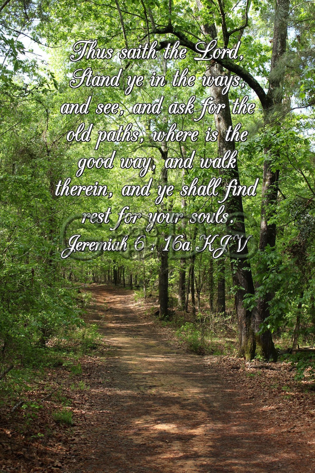 Jeremiah 6:16a, Scripture Picture, Forest Scene, Woods, Nature ...