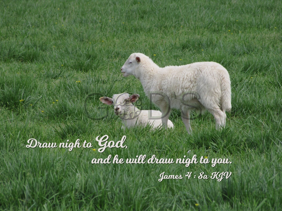 James 4:8a, KJV, Scripture Photo, Sheep, Draw Nigh - Etsy