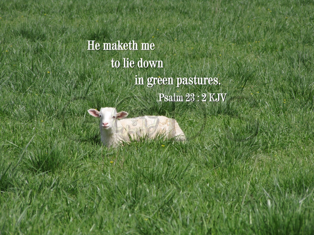 Psalm 23:2A, KJV, Scripture Picture, Sheep, Lie Down in Green Pastures ...