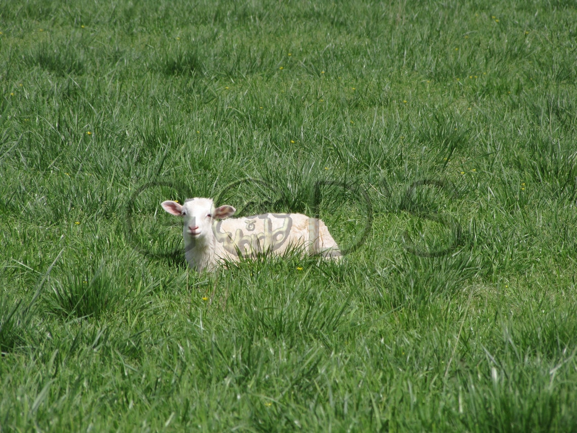 Scripture Picture Psalm 232a Kjv Scripture Photo Sheep Porn Sex Picture scripture-picture-psalm-232a-kjv-scripture-photo-sheep-porn-sex-picture