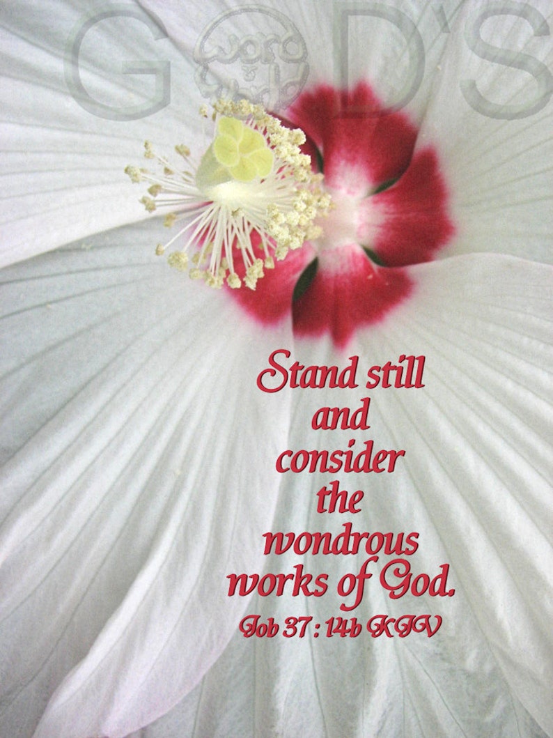 Job 37:14B, KJV, Scripture Picture, Scripture Photo, Floral Photography ...