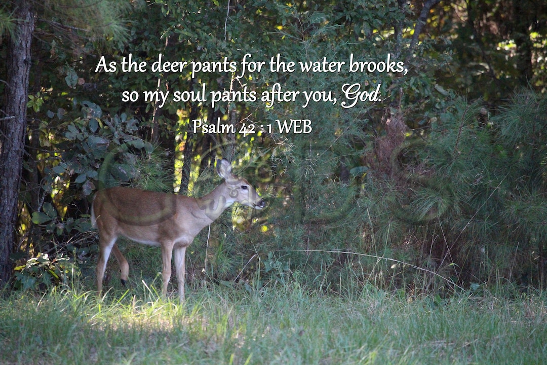 Psalm 42:1, World English Bible, Scripture Picture, White Tail Deer ...