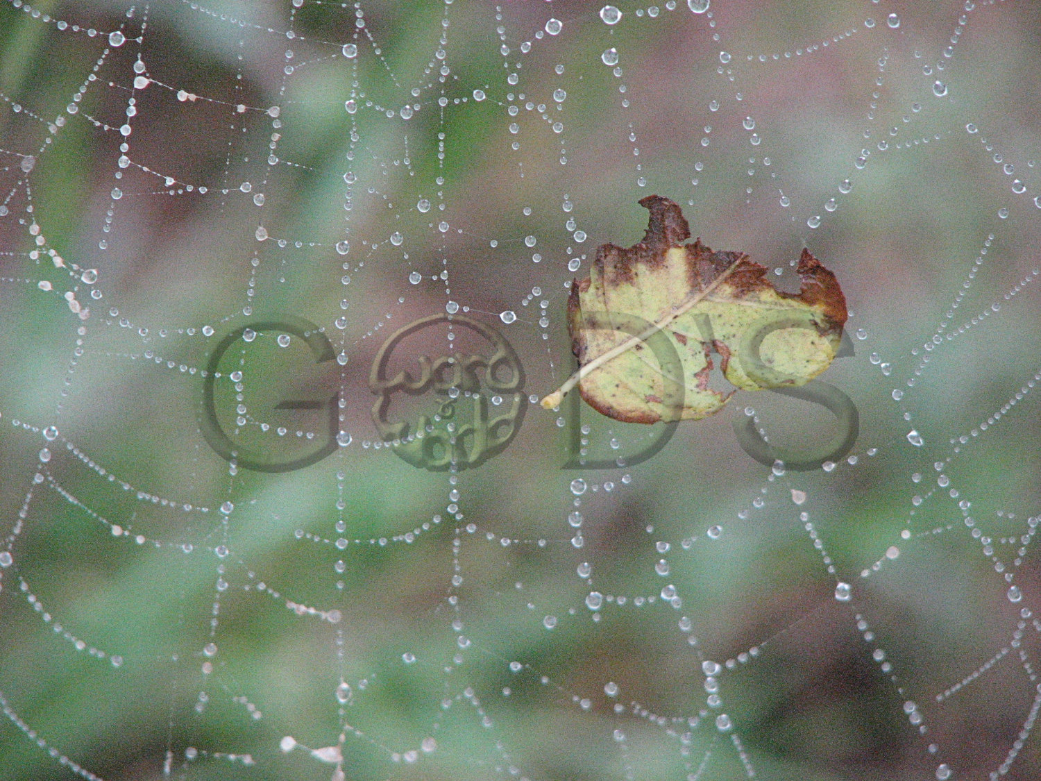 Mark 9:23, KJV, Scripture Picture, Spider Web, Belief in God ...